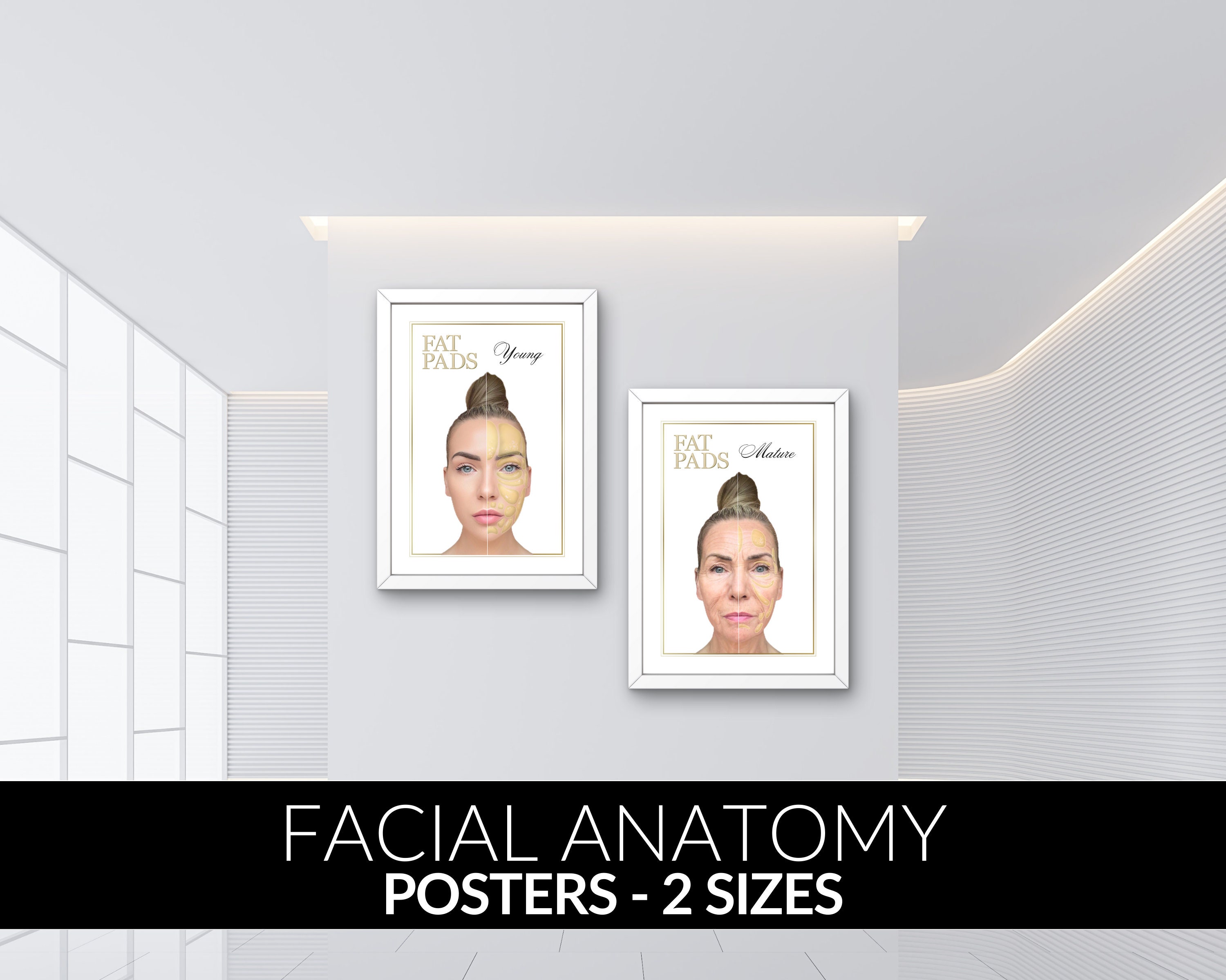 Facial Anatomy Posters, Facial Fat Pads, Aesthetic Clinic Posters ...