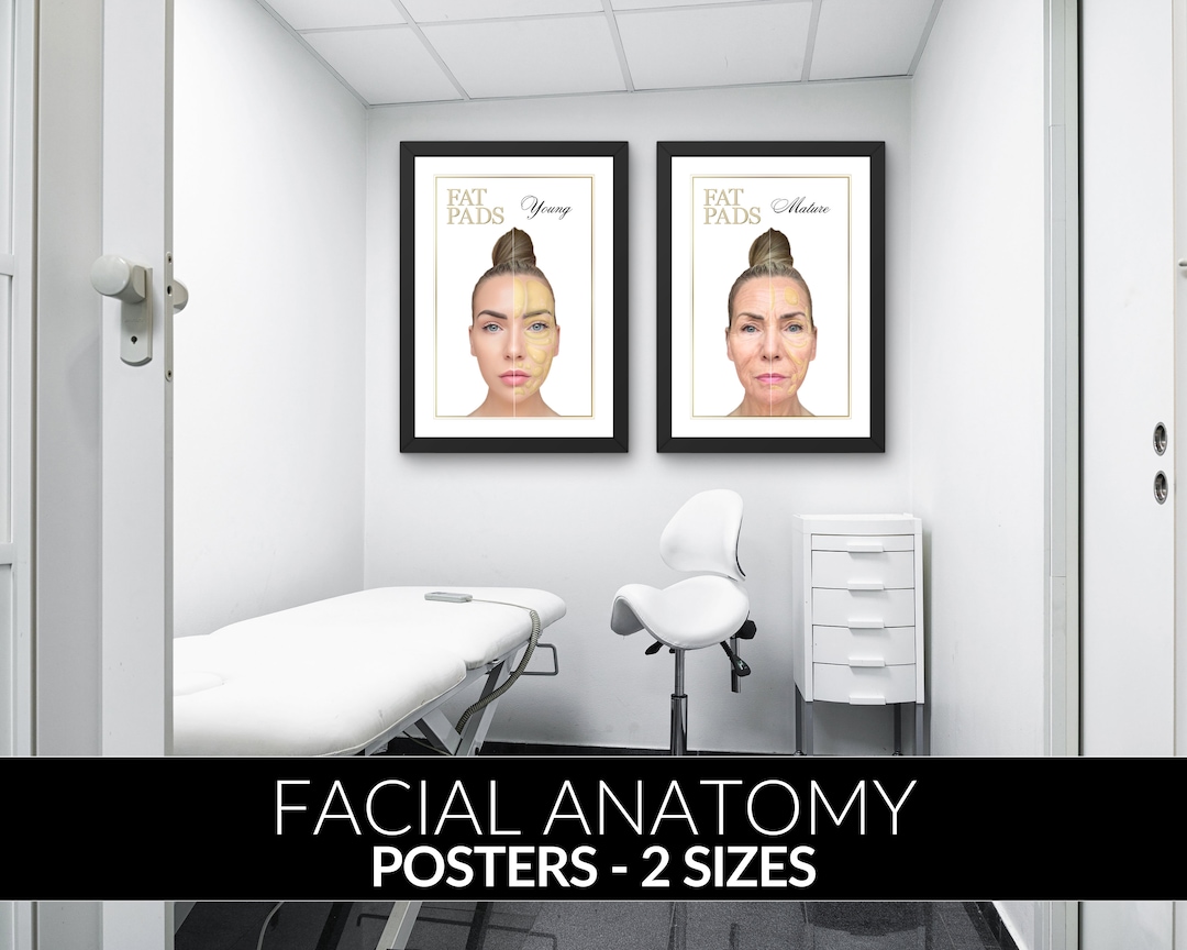 Facial Anatomy Posters, Facial Fat Pads, Aesthetic Clinic Posters ...
