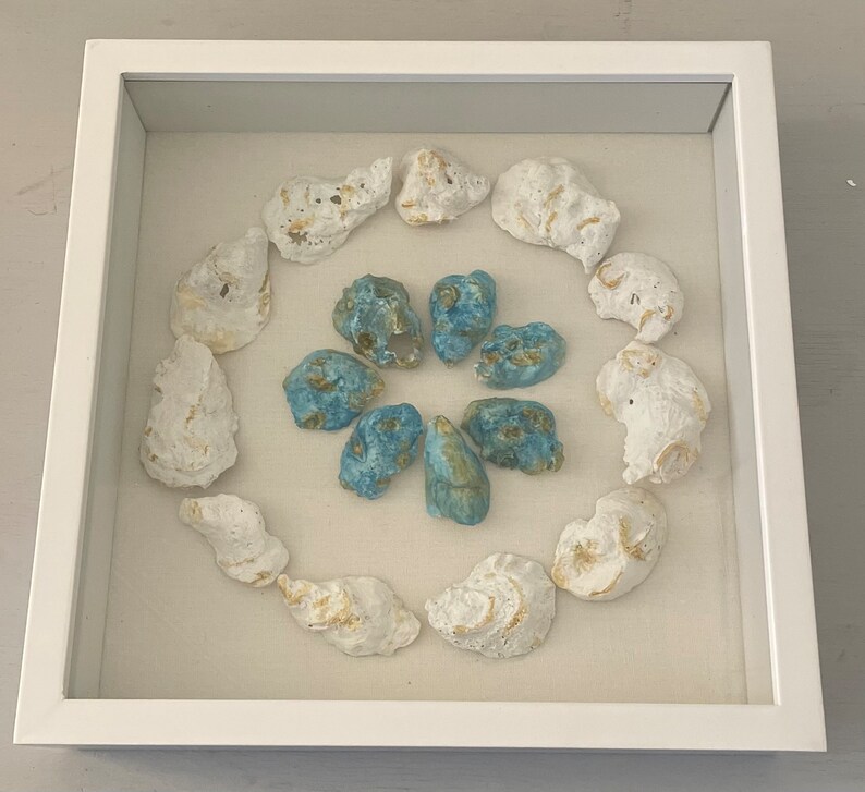 Oyster Shell Shadow Box, 10x10 - Etsy