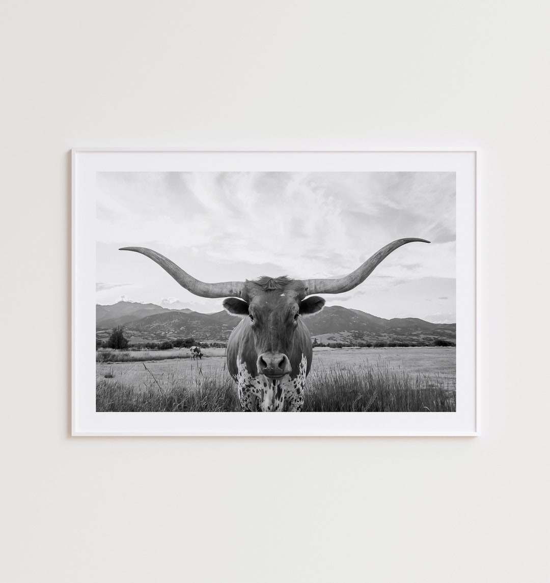 Texas Longhorn Cow Print, Fine Art Photos, Landscape Photography ...