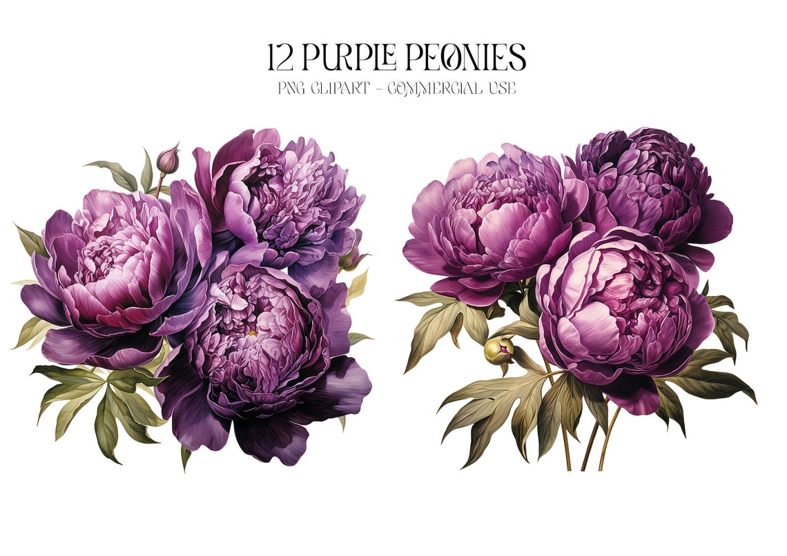 12 Purple Peonies Watercolor Clipart, Summer Flowers Clipart, Peonies ...
