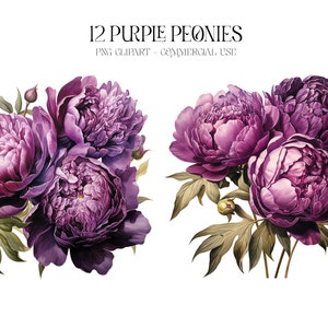 12 Purple Peonies Watercolor Clipart, Summer Flowers Clipart, Peonies ...