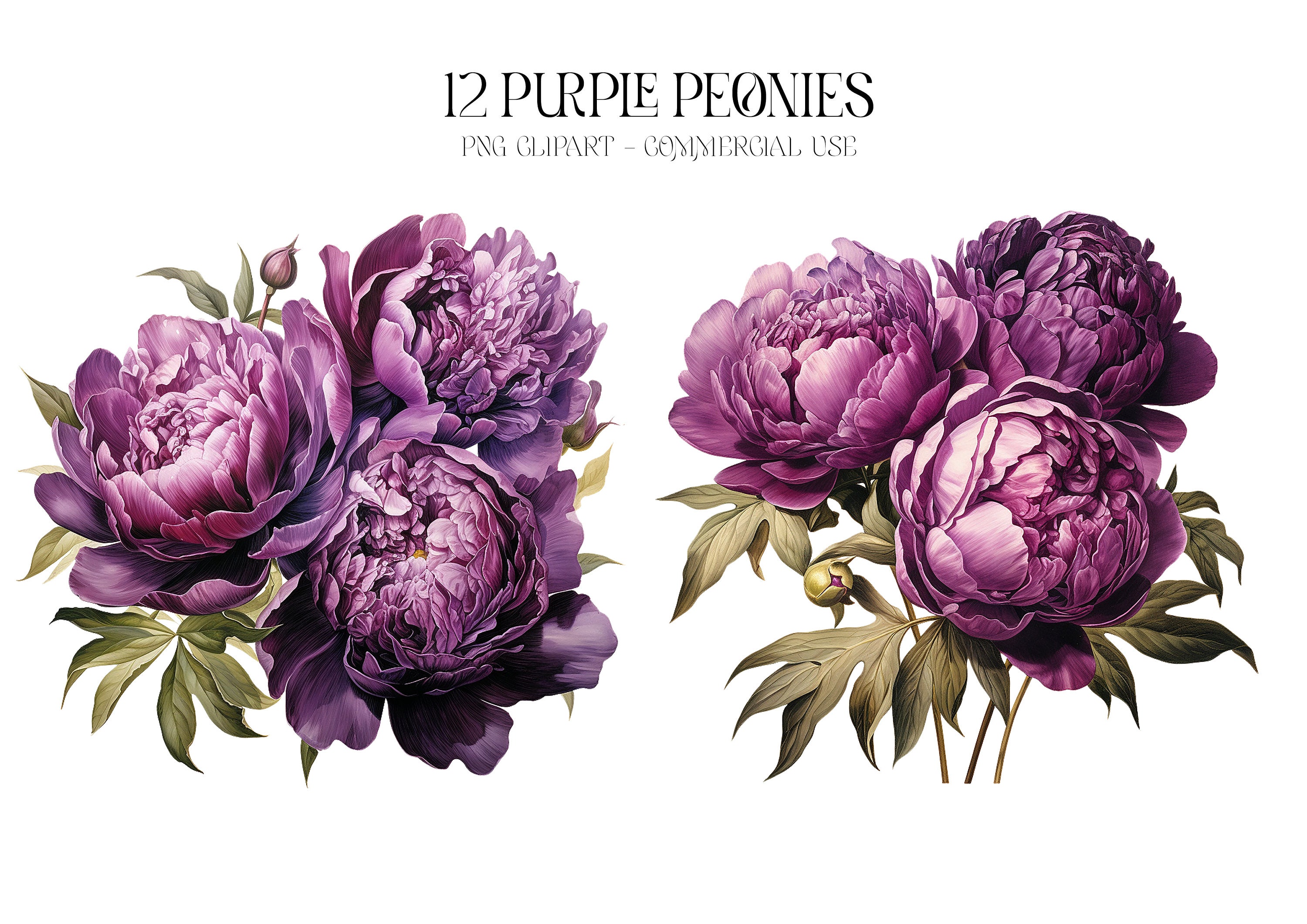 12 Purple Peonies Watercolor Clipart, Summer Flowers Clipart, Peonies ...