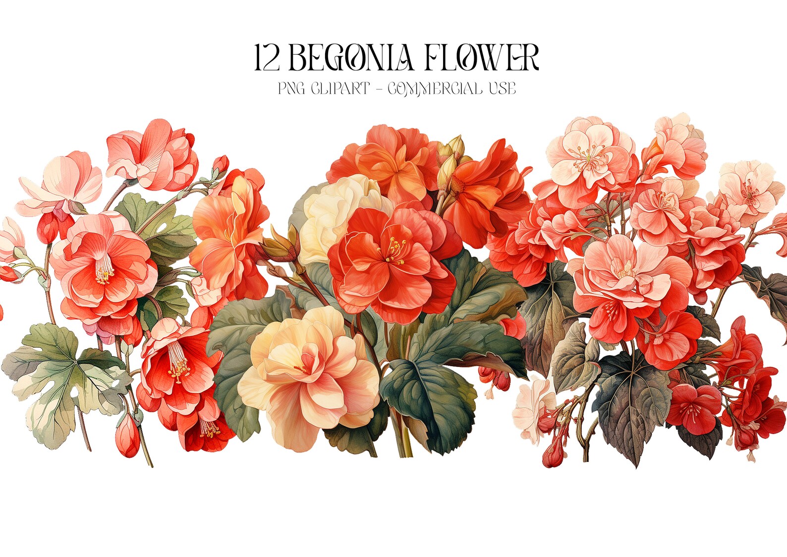 12 Begonia Flowers Watercolor Clipart, Floral Png Clipart, Summer ...