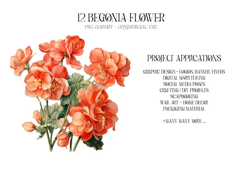 12 Begonia Flowers Watercolor Clipart, Floral Png Clipart, Summer ...