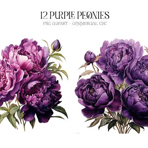 12 Purple Peonies Watercolor Clipart, Summer Flowers Clipart, Peonies ...