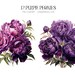12 Purple Peonies Watercolor Clipart, Summer Flowers Clipart, Peonies ...