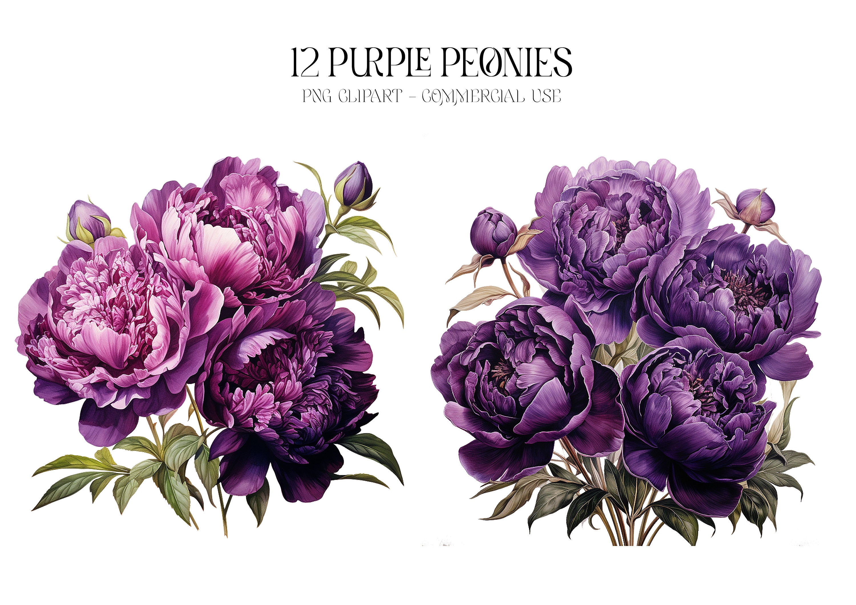 12 Purple Peonies Watercolor Clipart, Summer Flowers Clipart, Peonies ...
