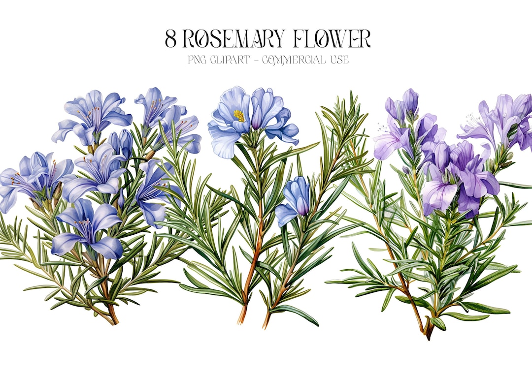 8 Clover Rosemary Clipart. Rosemary Clipart. Floral Clipart, Floral ...
