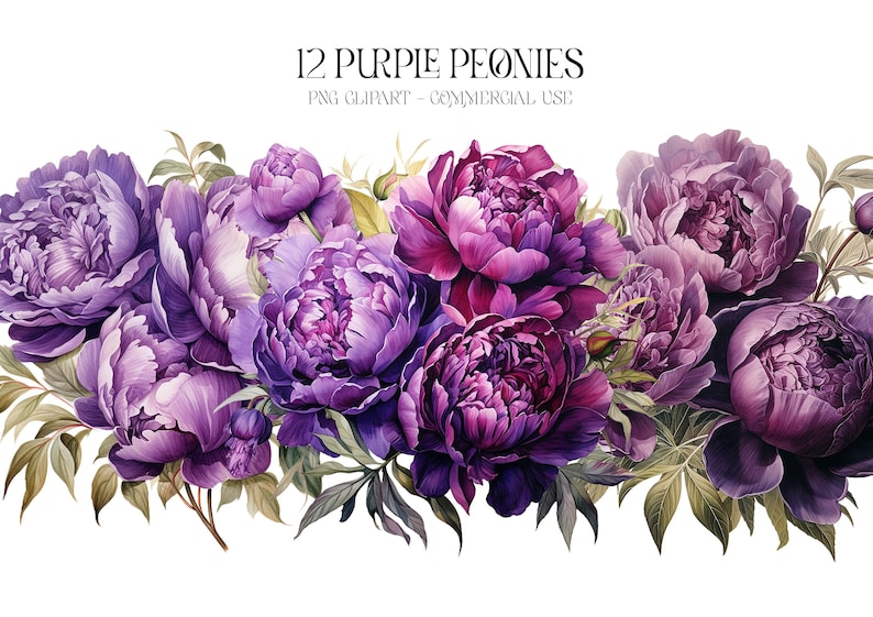 12 Purple Peonies Watercolor Clipart, Summer Flowers Clipart, Peonies ...