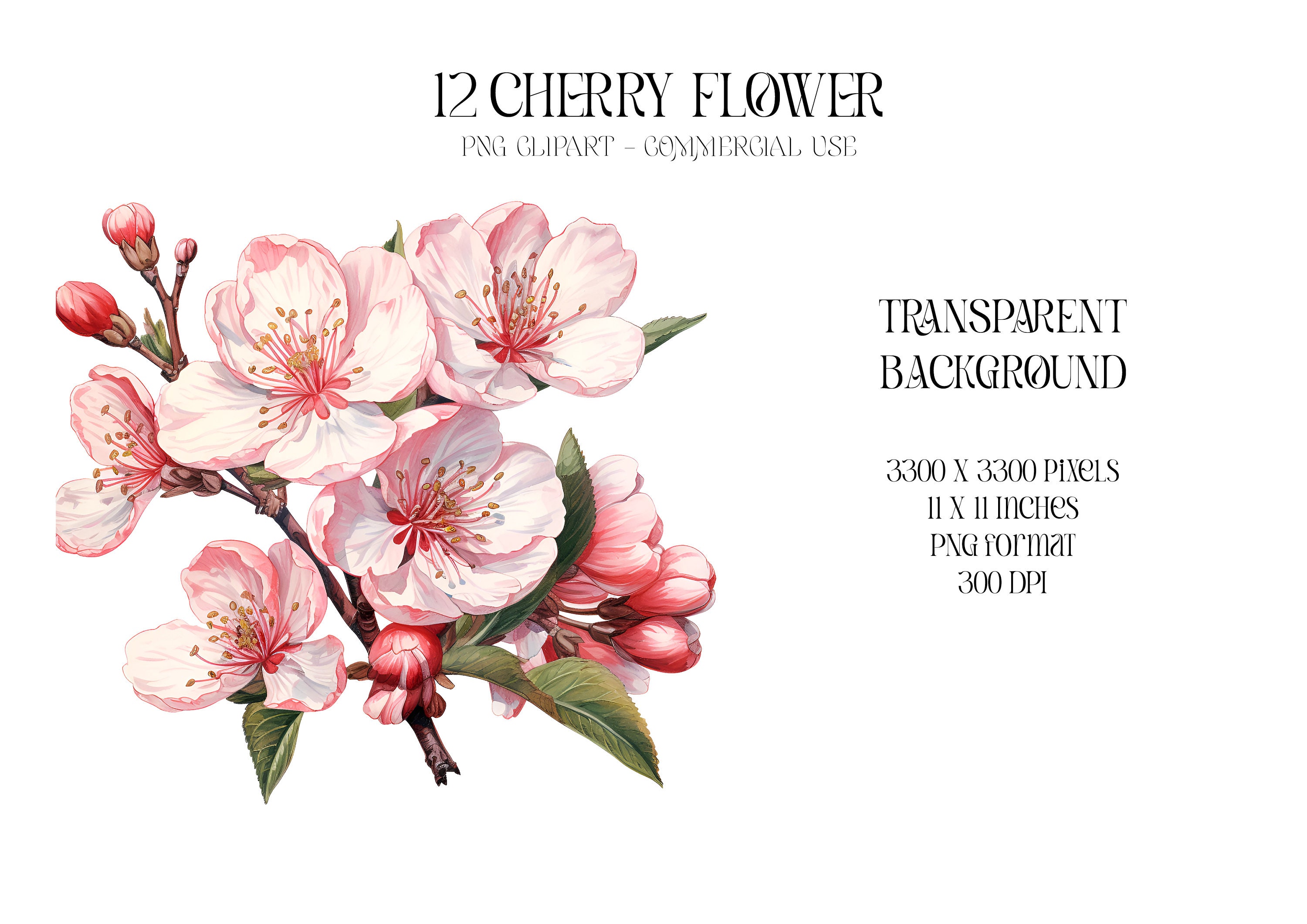 12 Cherry Flower Watercolor Clipart, Spring Flowers Clipart, Cherry ...