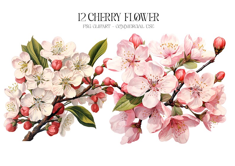 12 Cherry Flower Watercolor Clipart, Spring Flowers Clipart, Cherry ...