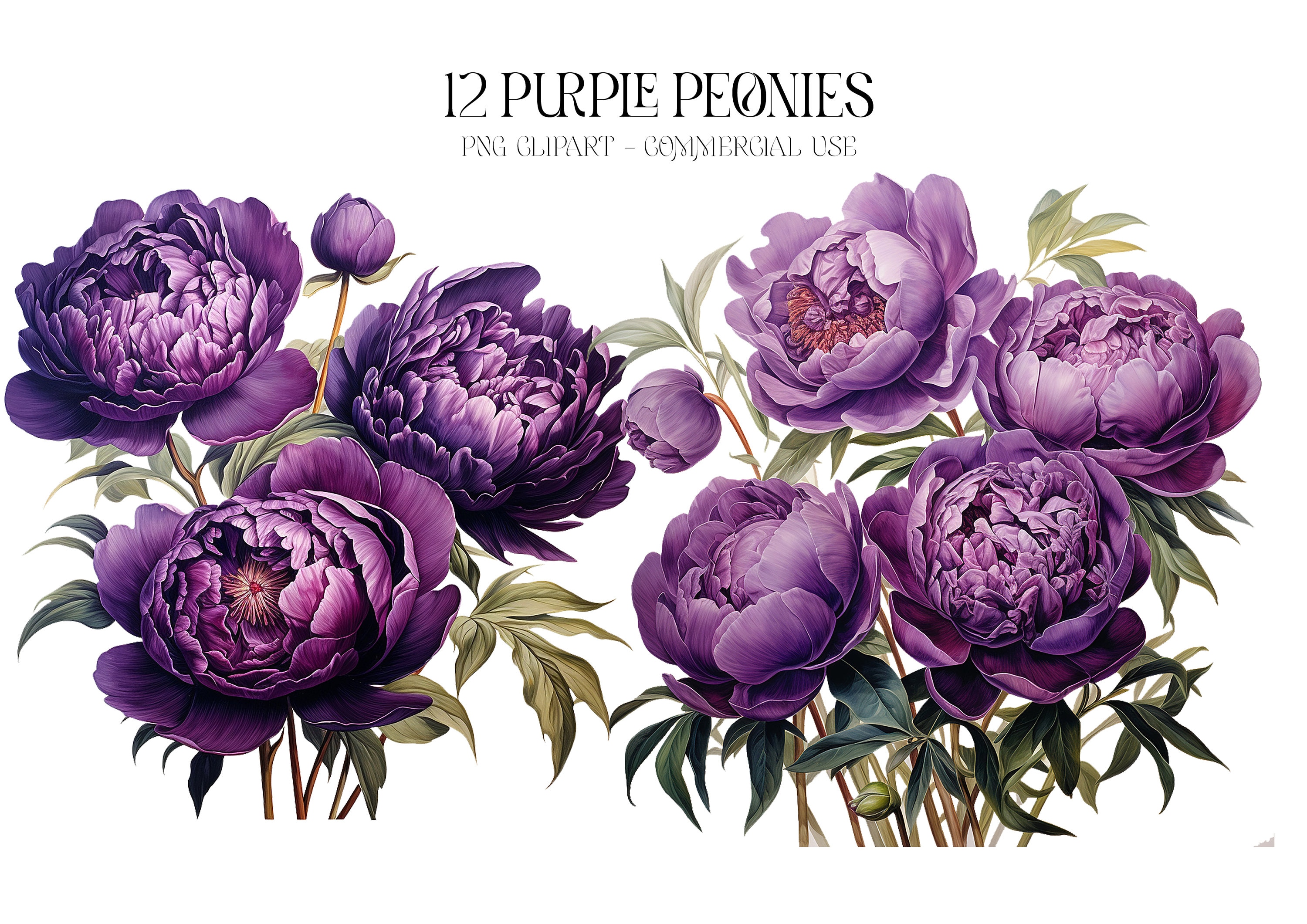 12 Purple Peonies Watercolor Clipart, Summer Flowers Clipart, Peonies ...