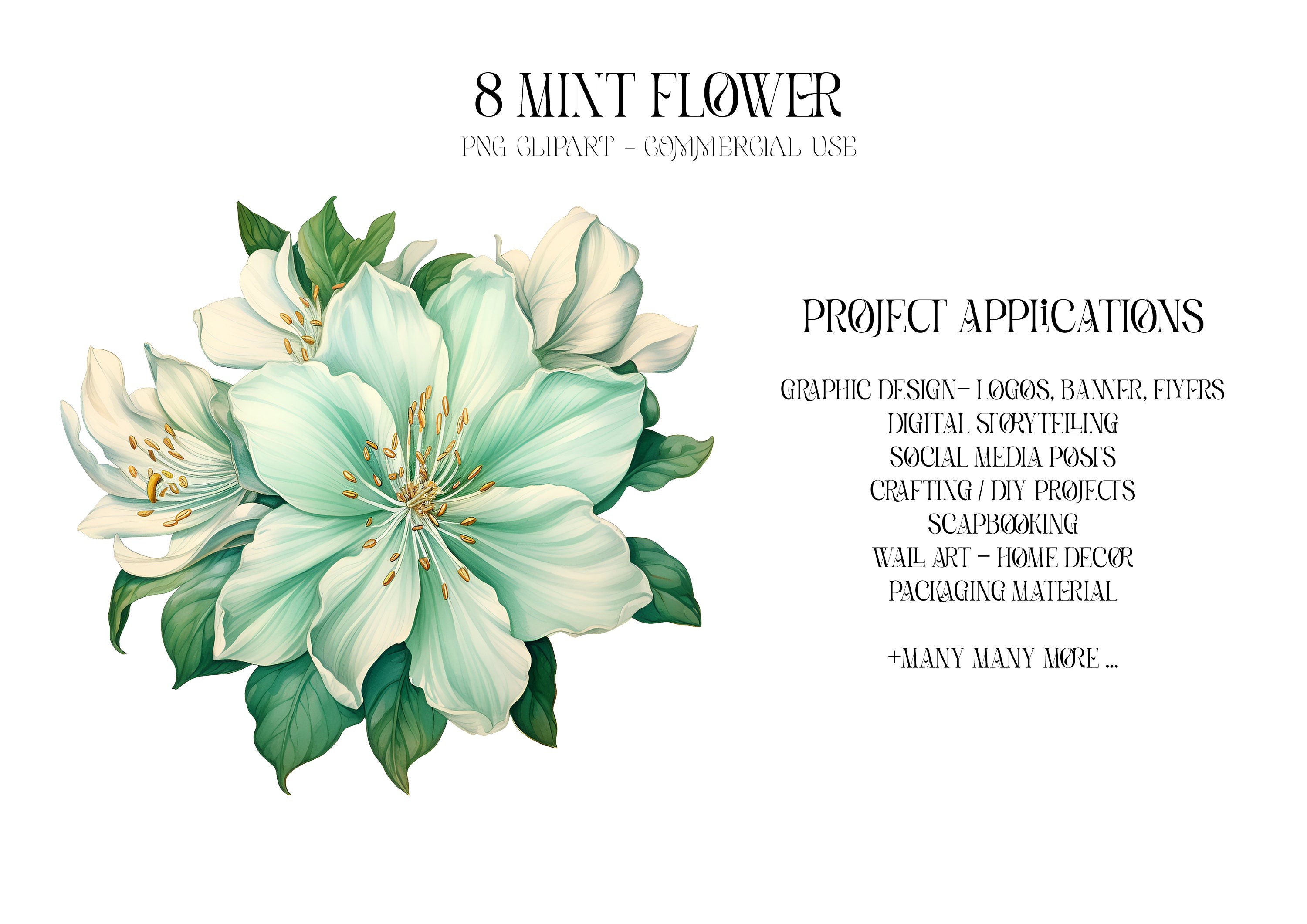 8 Mint Flower Clipart. Mint Clipart. Floral Clipart, Floral Watercolour ...