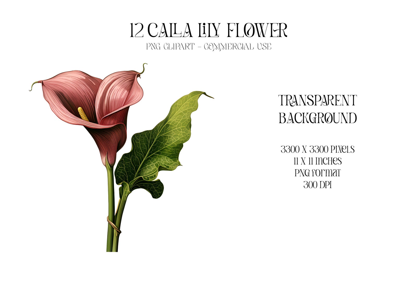 Watercolor Calla Lily Clipart, Floral Illustration (digital PNG Files ...