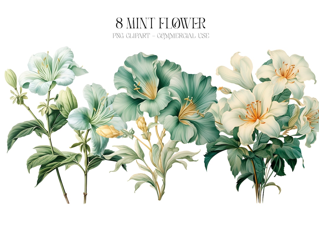 8 Mint Flower Clipart. Mint Clipart. Floral Clipart, Floral Watercolour ...