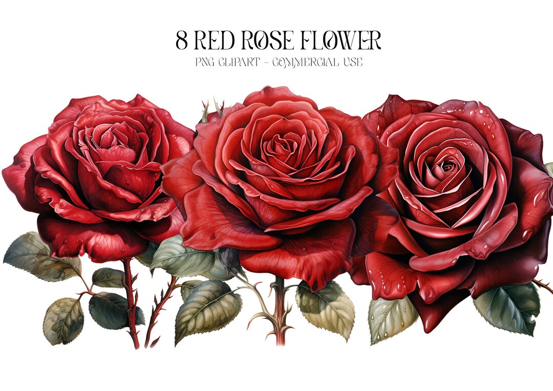 8 Red Rose Flower Watercolor Clipart, Spring Flowers Clipart, Roses ...
