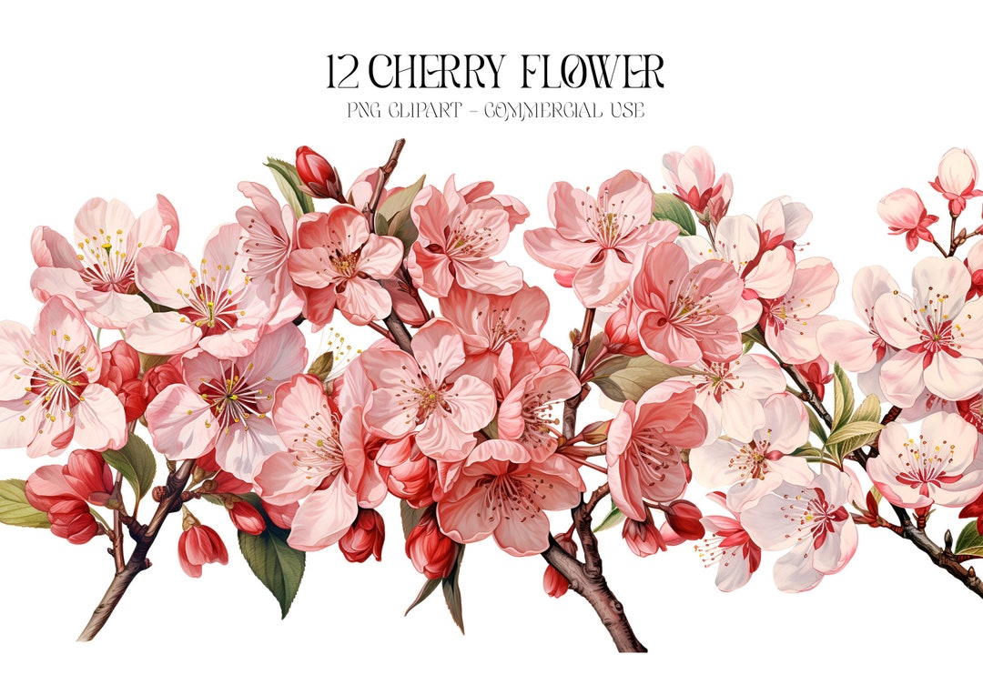 Watercolor Cherry Flower Clipart, Spring Floral Bundle (PNG Files) - Etsy