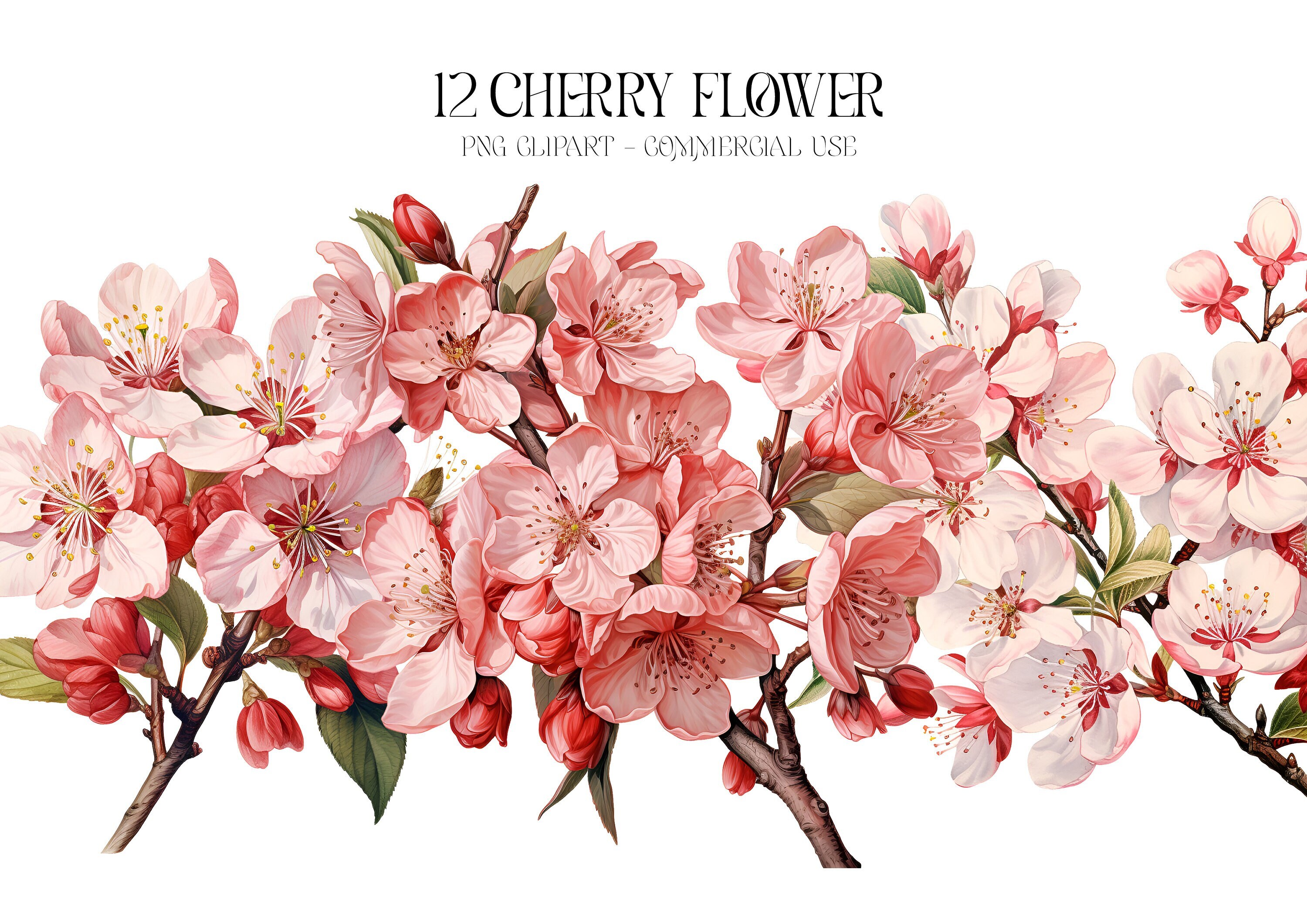 12 Cherry Flower Watercolor Clipart, Spring Flowers Clipart, Cherry ...