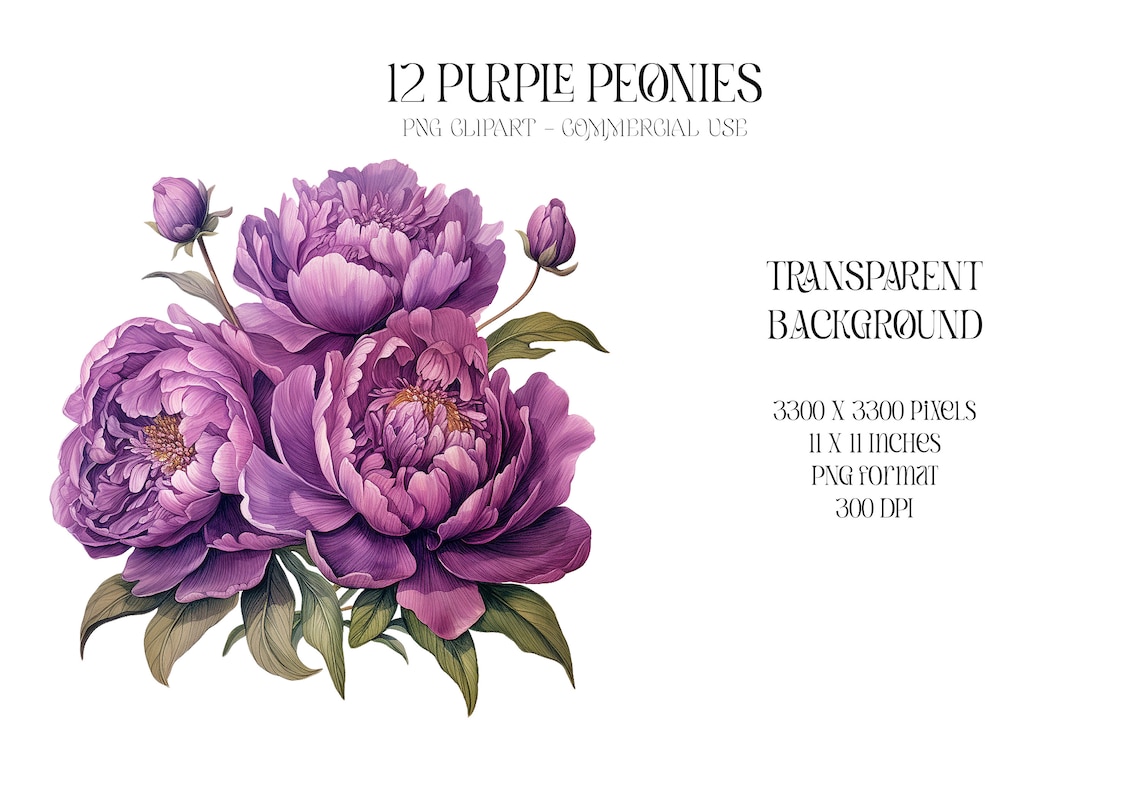 12 Purple Peonies Watercolor Clipart, Summer Flowers Clipart, Peonies ...