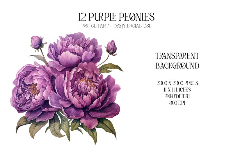 12 Purple Peonies Watercolor Clipart, Summer Flowers Clipart, Peonies ...