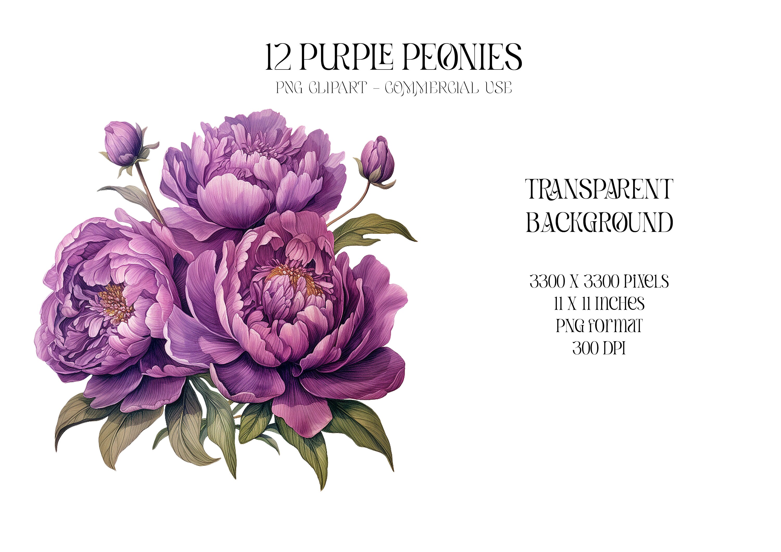 12 Purple Peonies Watercolor Clipart, Summer Flowers Clipart, Peonies ...