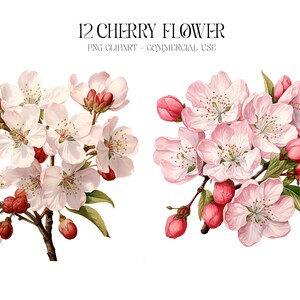 12 Cherry Flower Watercolor Clipart, Spring Flowers Clipart, Cherry ...