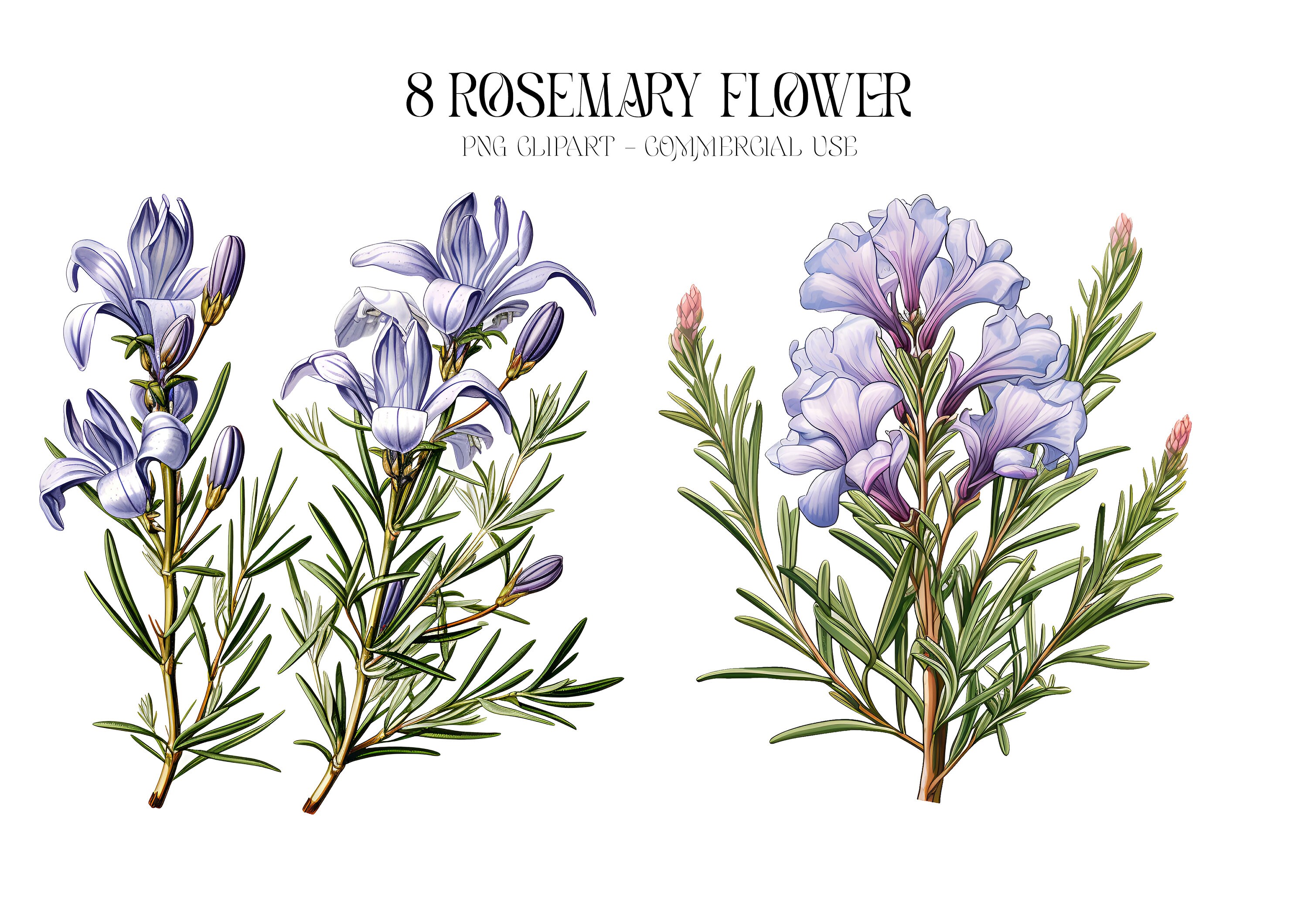 8 Clover Rosemary Clipart. Rosemary Clipart. Floral Clipart, Floral ...