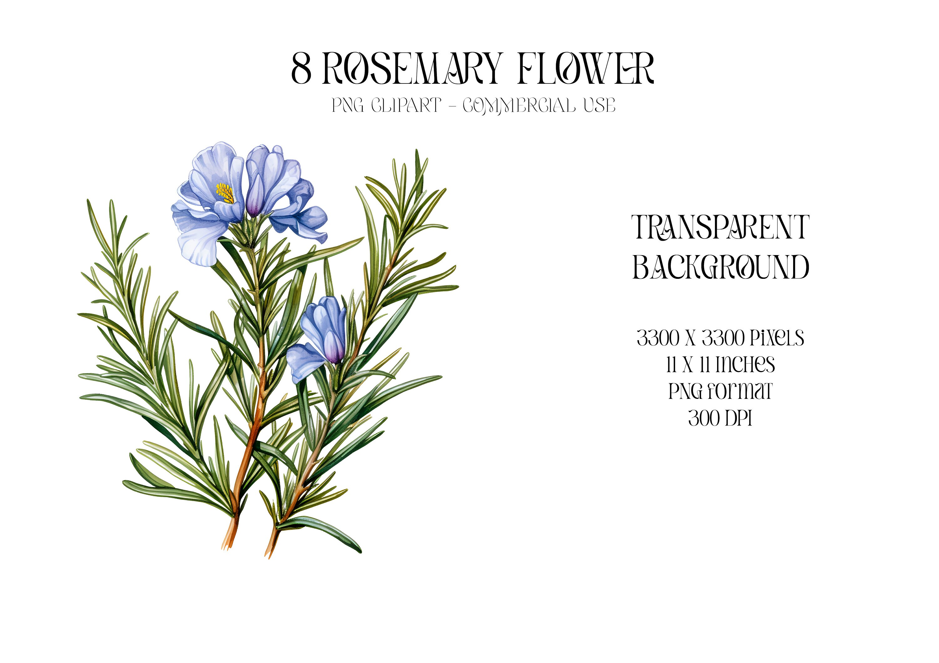8 Clover Rosemary Clipart. Rosemary Clipart. Floral Clipart, Floral ...