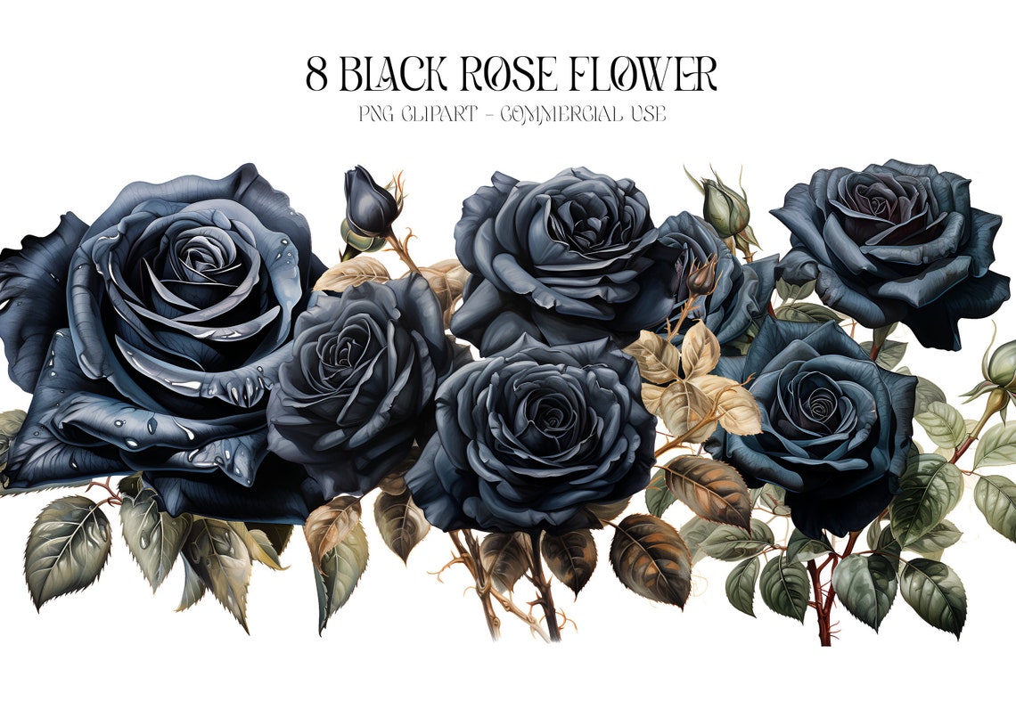 8 Black Rose Flower Watercolor Clipart, Spring Flowers Clipart, Roses ...