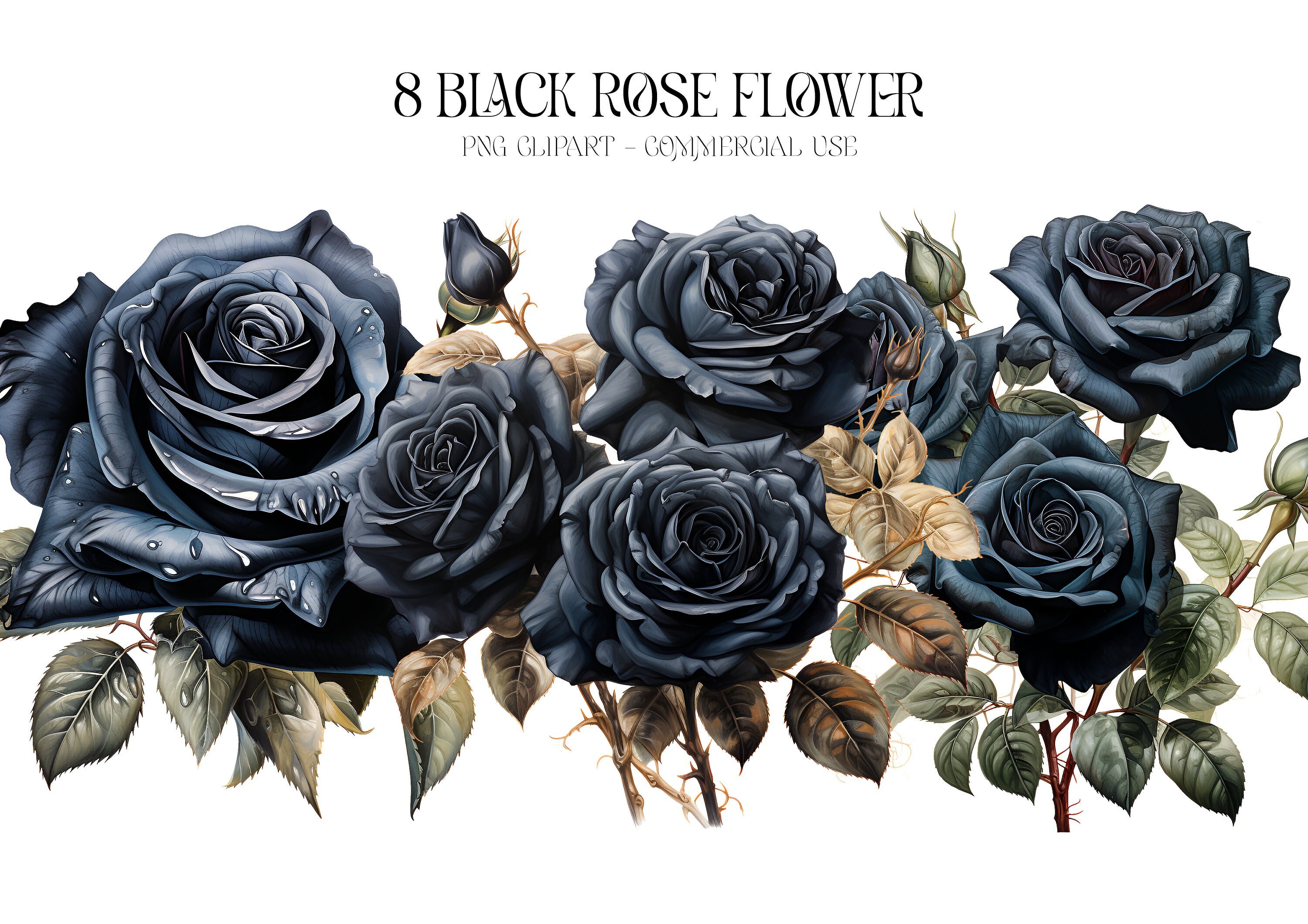 8 Black Rose Flower Watercolor Clipart, Spring Flowers Clipart, Roses ...