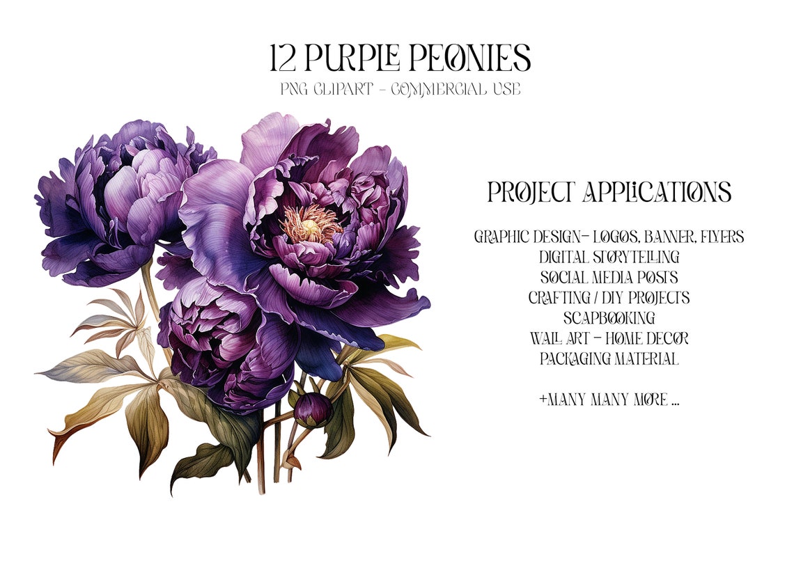 12 Purple Peonies Watercolor Clipart, Summer Flowers Clipart, Peonies ...
