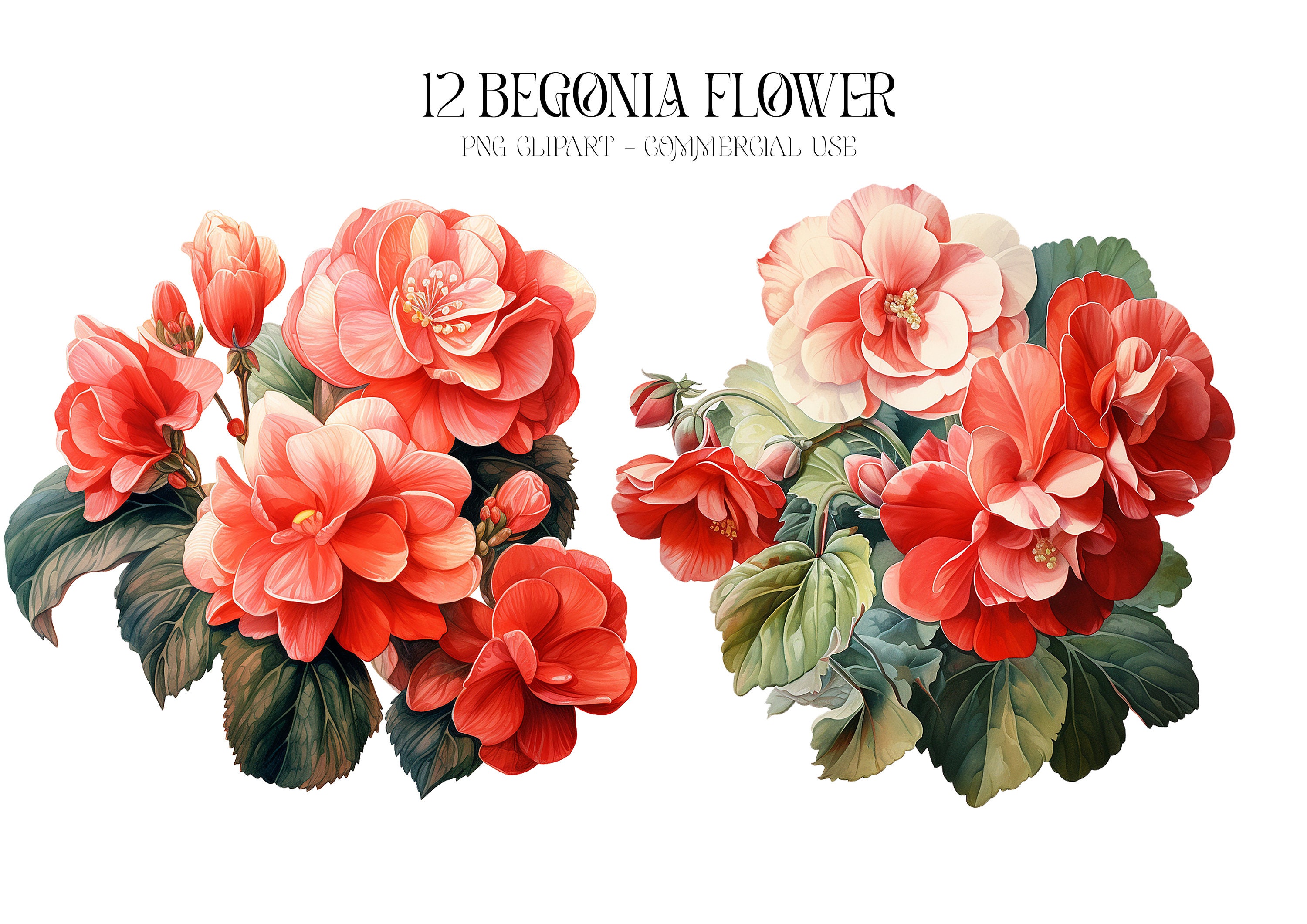 12 Begonia Flowers Watercolor Clipart, Floral Png Clipart, Summer ...