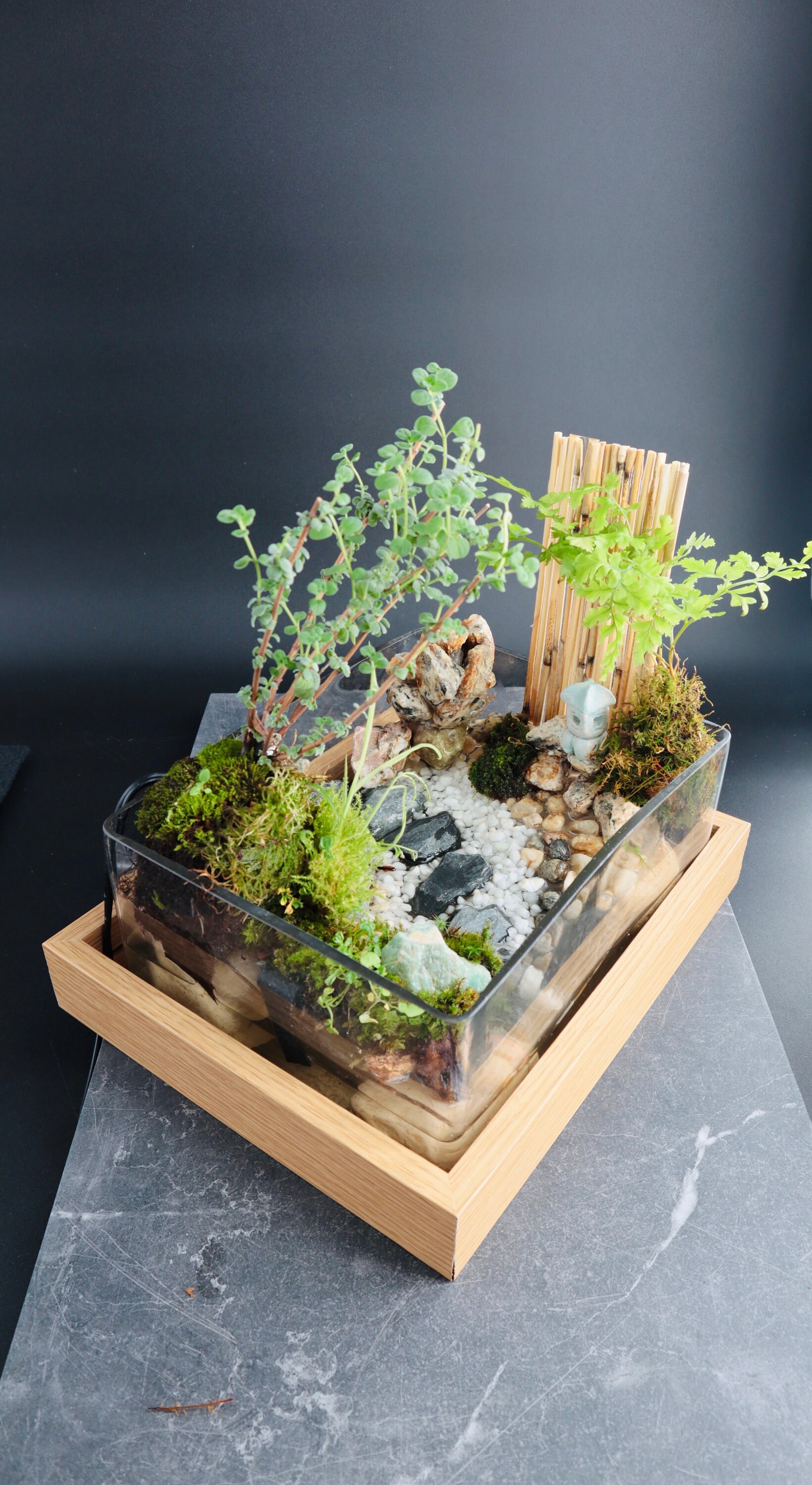 Live Plant Mini Garden Art, With Water Fountain and Creek, Bonsai, Desk ...