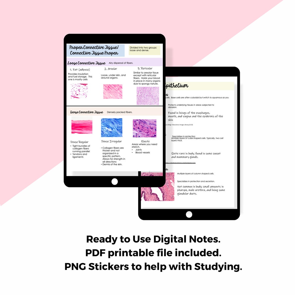 Anatomy Notes - Tissues & Anatomical Terms - Etsy