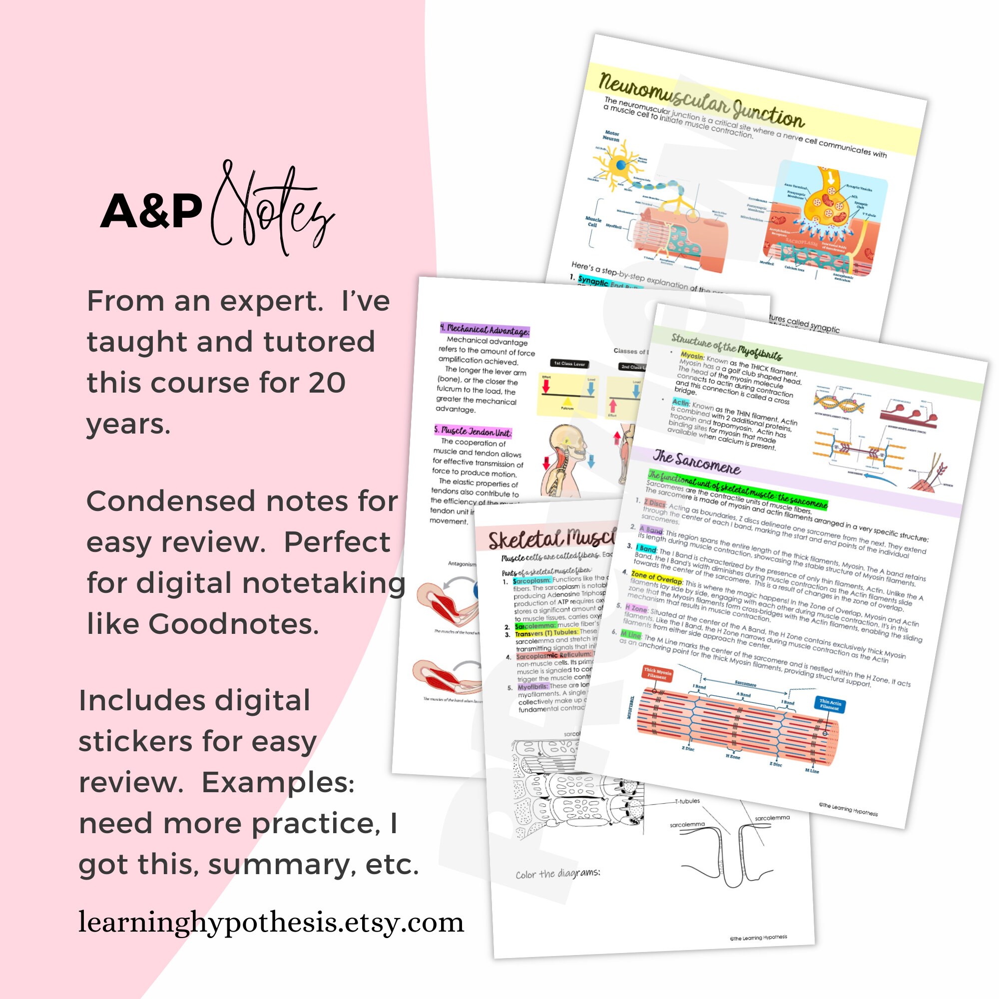 Muscular System Notes. Anatomy & Physiology Notes. - Etsy