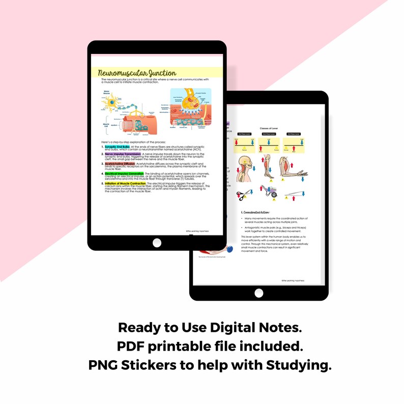 Muscular System Notes. Anatomy & Physiology Notes. - Etsy