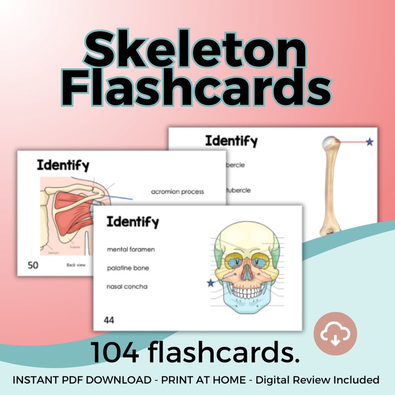 Skeletal System Flashcards. Anatomy & Physiology Study - Etsy