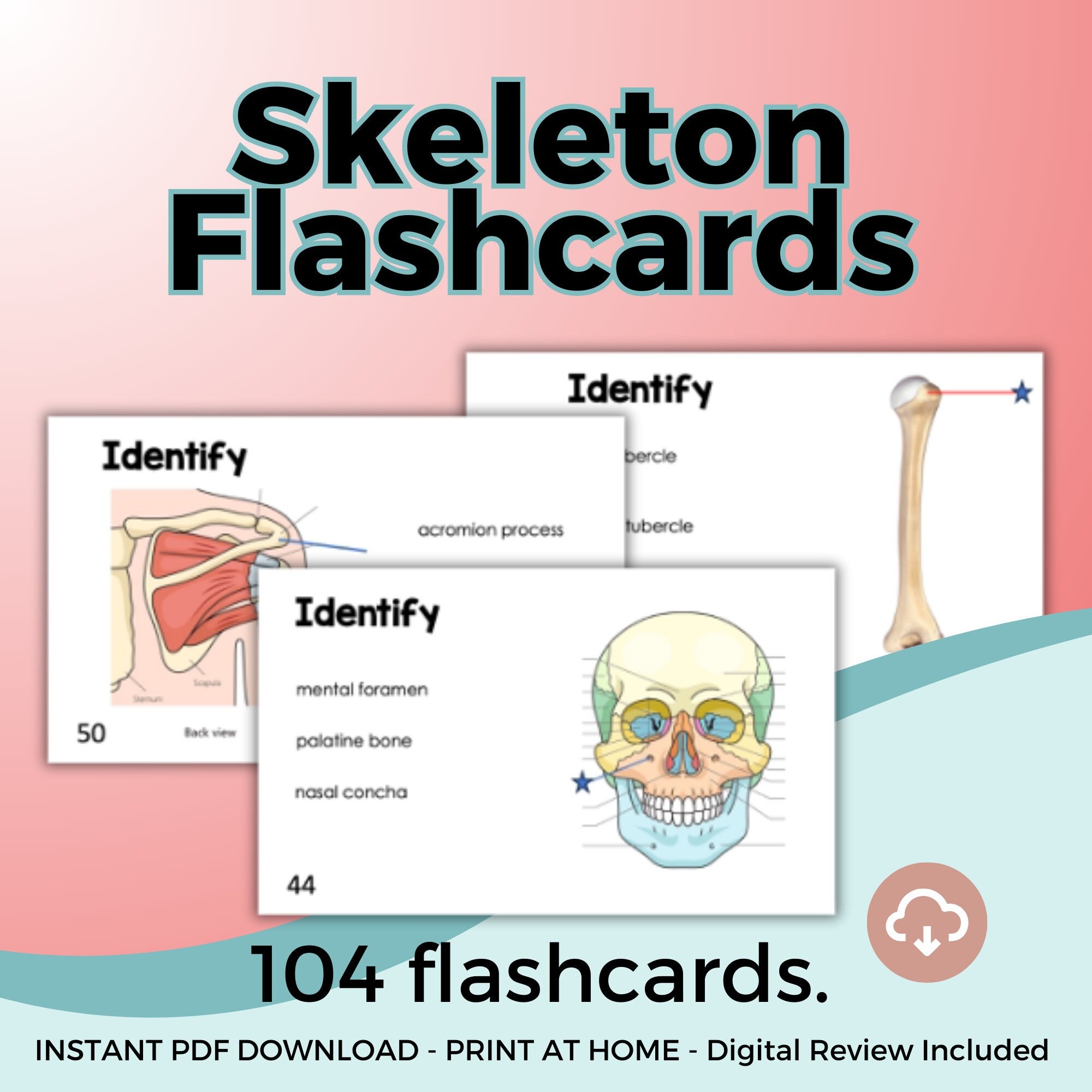 Skeletal System Flashcards. Anatomy & Physiology Study - Etsy