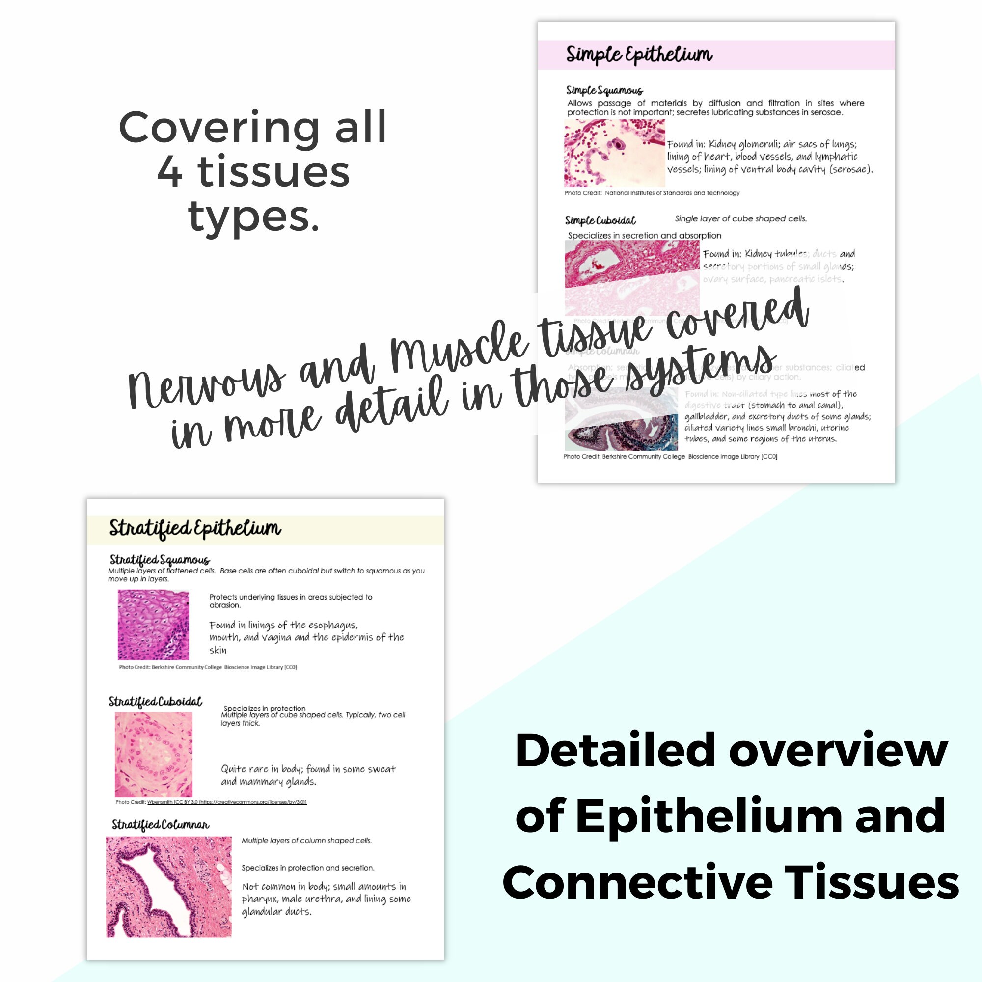 Anatomy Notes - Tissues & Anatomical Terms - Etsy