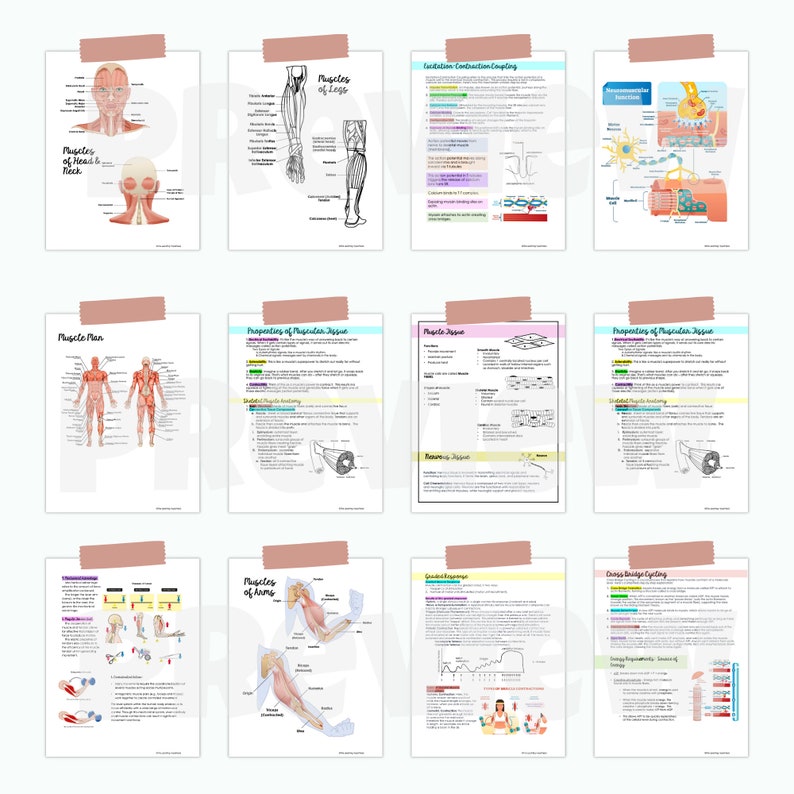 Muscular System Notes. Anatomy & Physiology Notes. - Etsy
