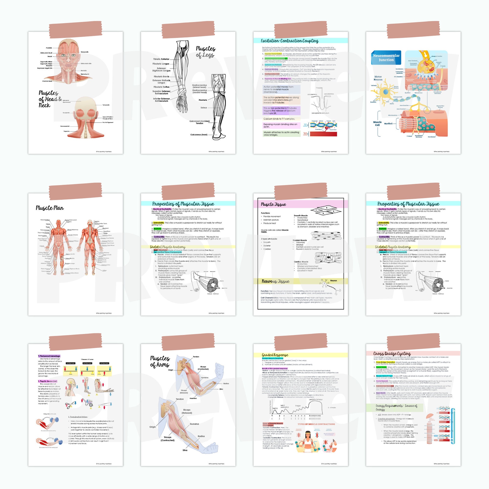 Muscular System Notes. Anatomy & Physiology Notes. - Etsy