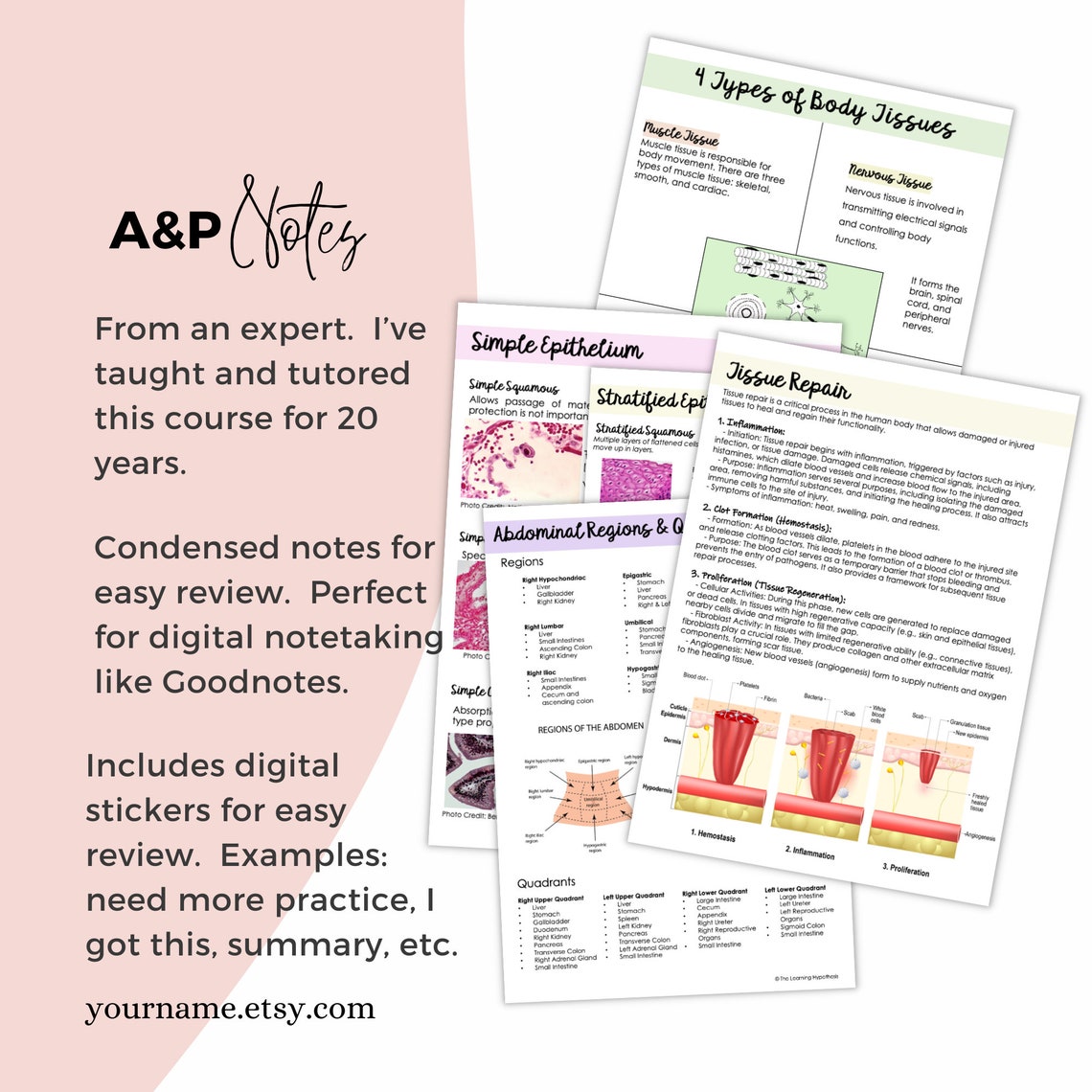 Anatomy Notes Tissues & Anatomical Terms - Etsy