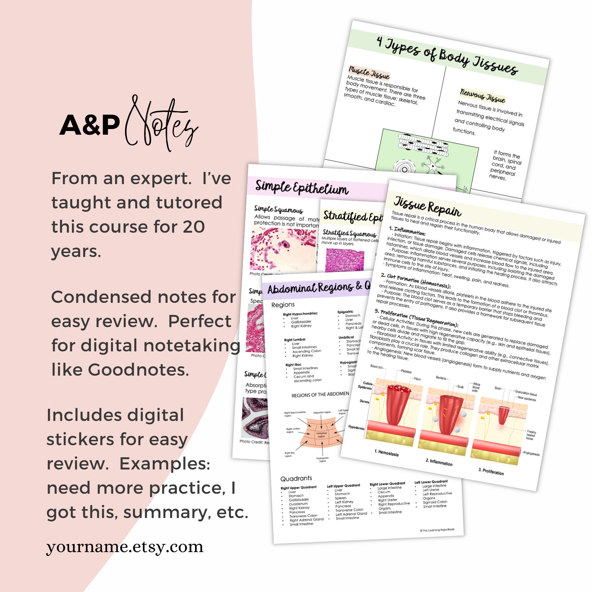 Anatomy Notes - Tissues & Anatomical Terms - Etsy