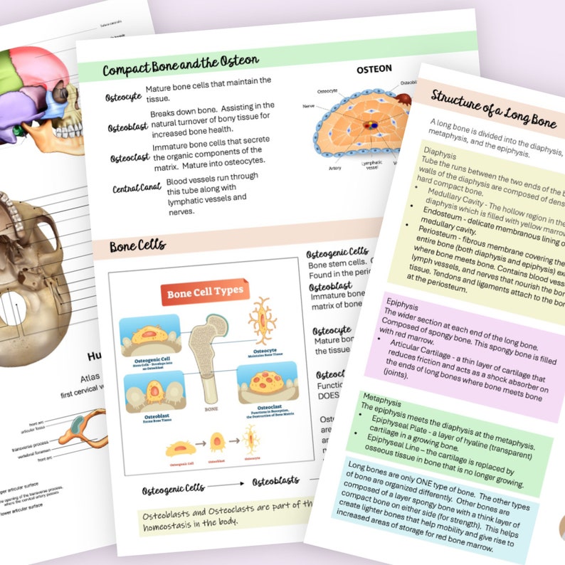 Skeletal System Anatomy and Physiology NOTES - Etsy