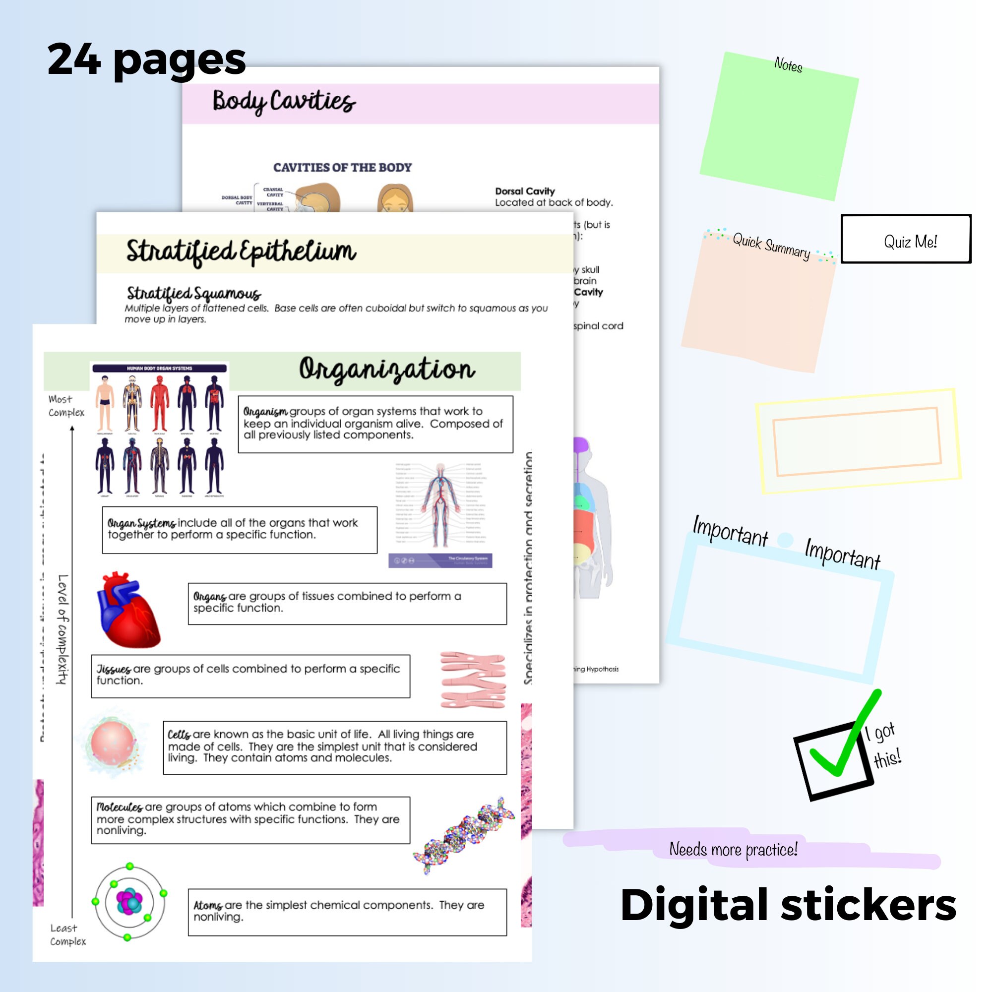 Anatomy Notes - Tissues & Anatomical Terms - Etsy