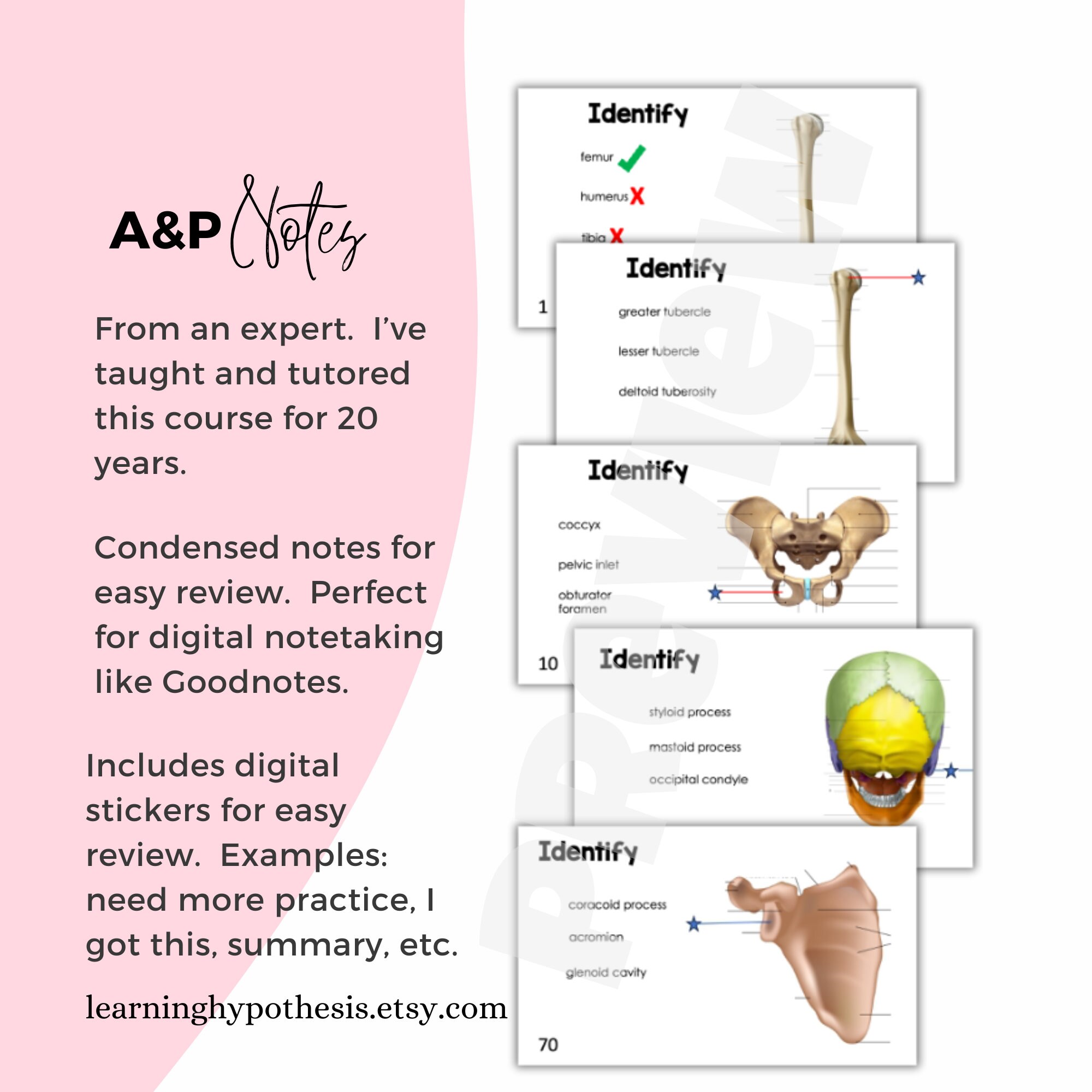 Skeletal System Flashcards. Anatomy & Physiology Study - Etsy