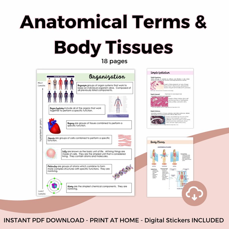 Anatomy Notes - Tissues & Anatomical Terms - Etsy