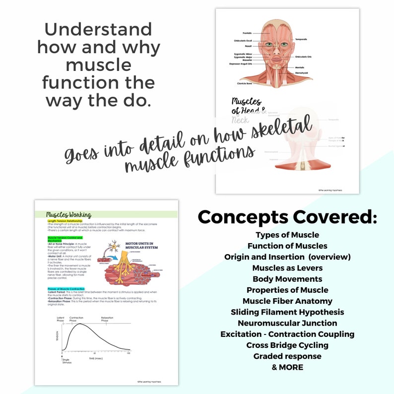 Muscular System Notes. Anatomy & Physiology Notes. - Etsy