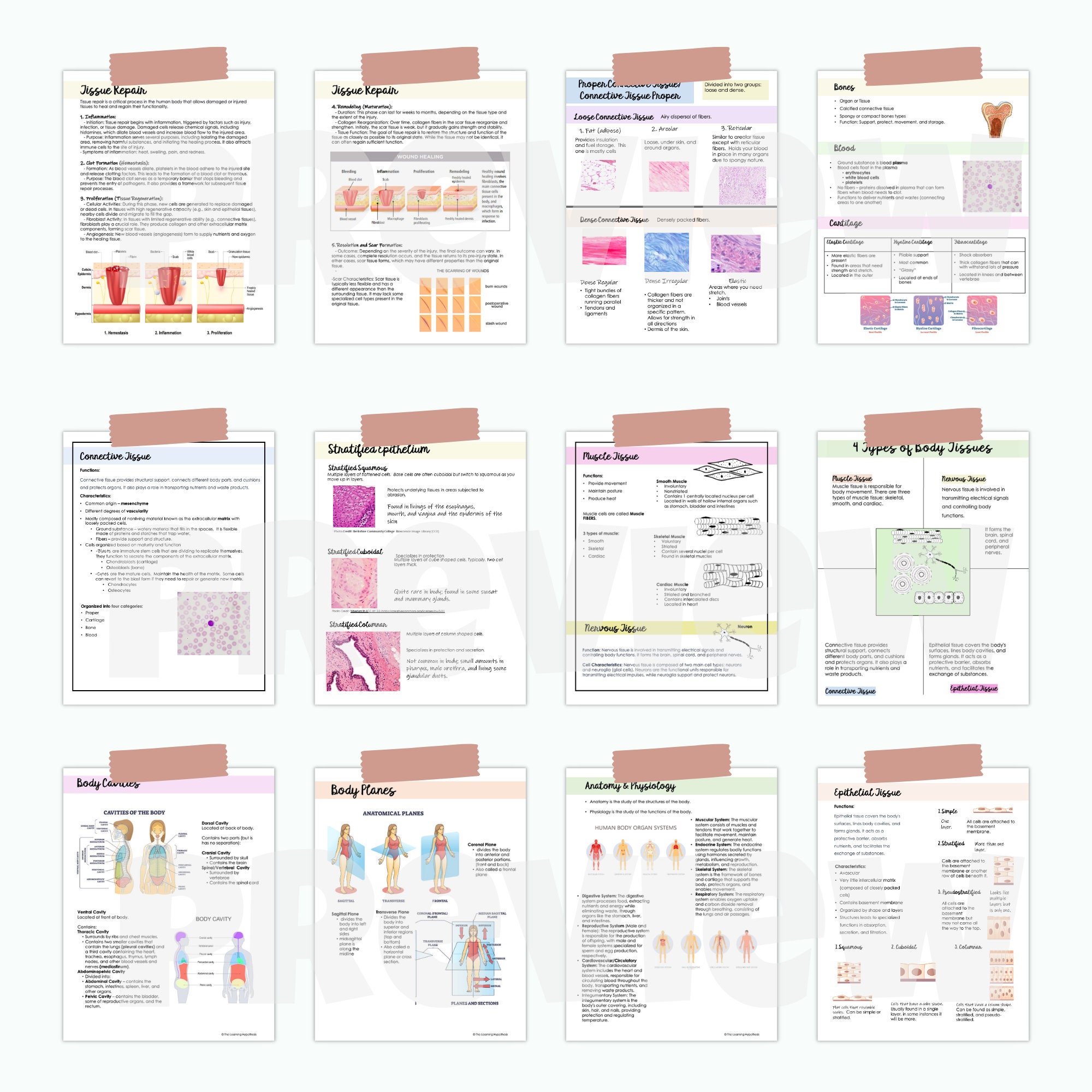 Anatomy Notes - Tissues & Anatomical Terms - Etsy